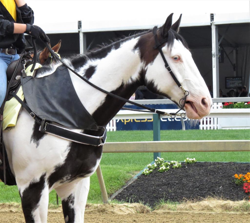 Unconventional Blue is Owner’s ‘Hippie’ Preakness Pony | America's Best ...