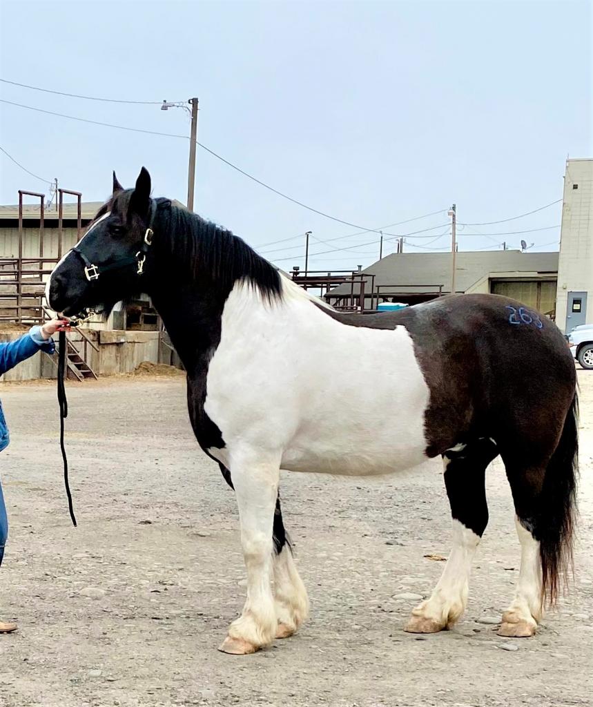 Gentle Giant Kong Steals Hearts of Television Audience in First ...