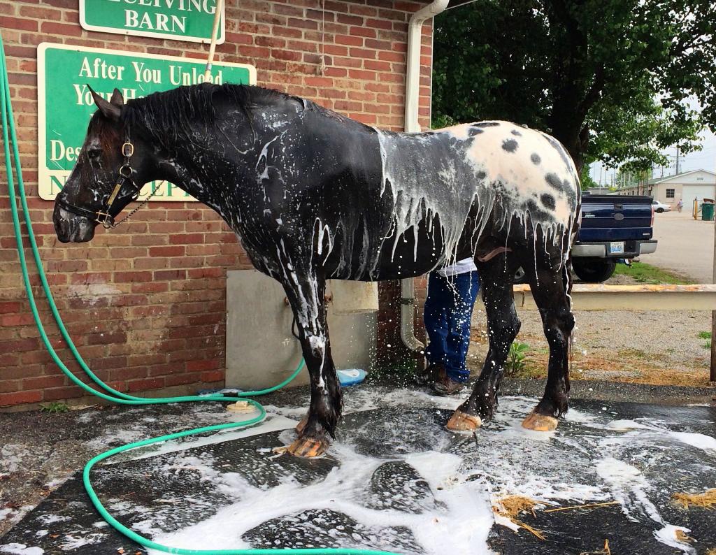 How Harley the Magnificent Became a Breyer Horse Model | America's Best ...