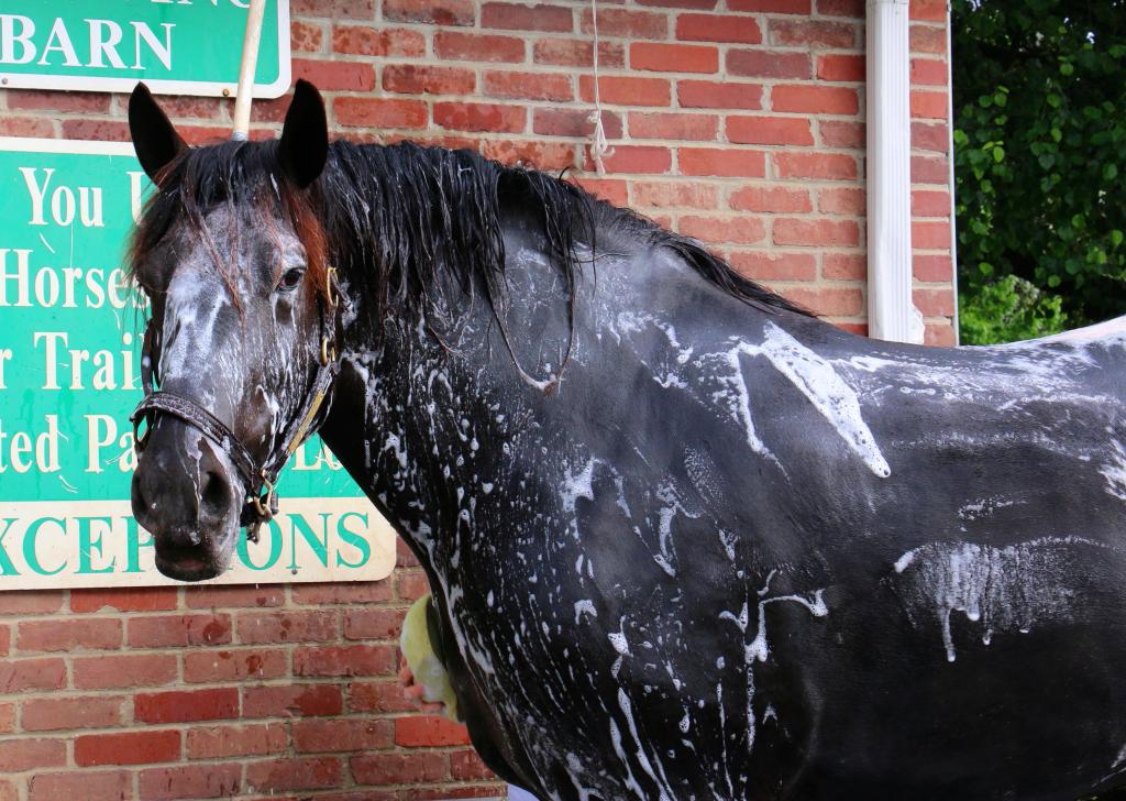How Harley the Magnificent Became a Breyer Horse Model | America's Best ...