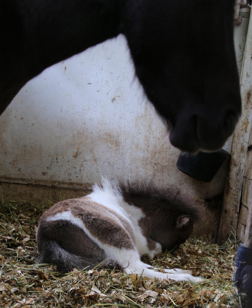 Mini Horse Cannoli a Big Star in Falcone's Belmont Barn | America's ...