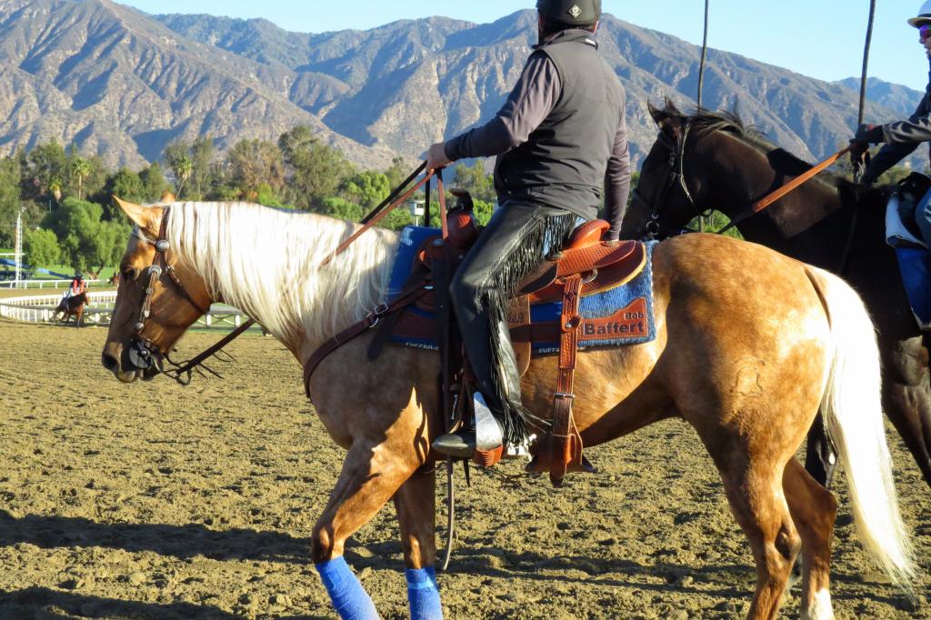 ‘Small But Mighty’: Meet Sunny, Justify’s Stable Pony | America's Best ...