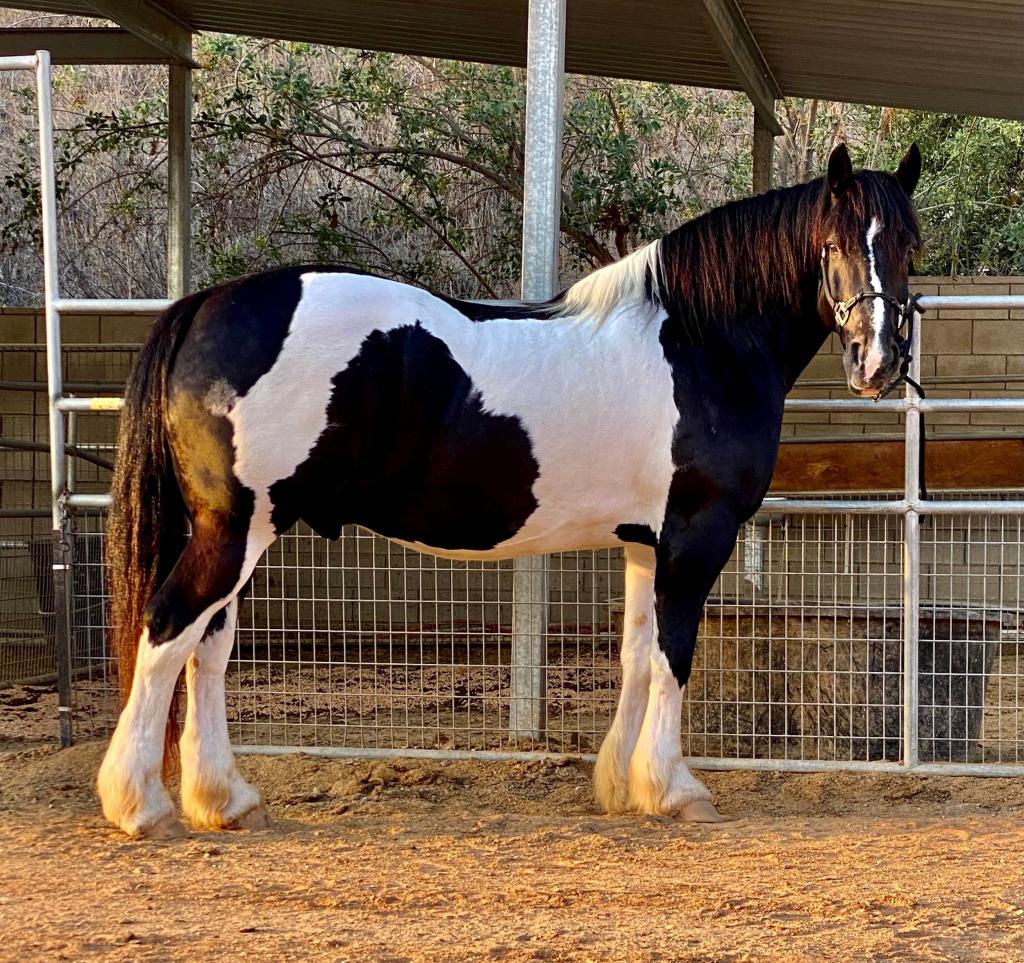 Gentle Giant Kong Steals Hearts of Television Audience in First ...