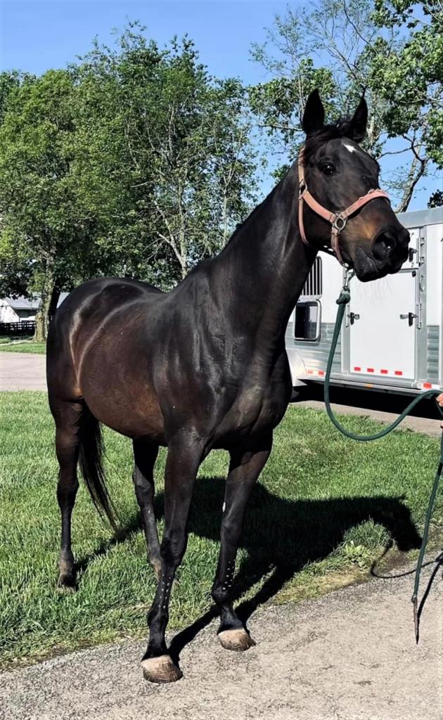 Many Chapters to Storybook Tale of Gold Strike, Mother of Derby Winner ...