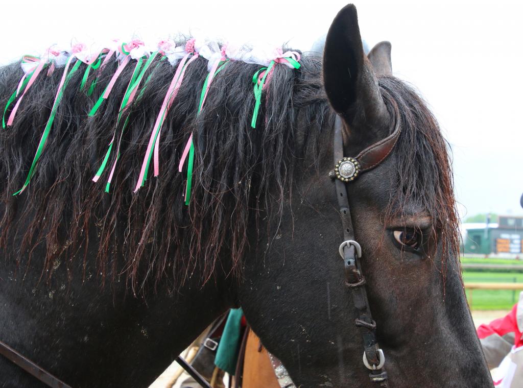 How Harley the Magnificent Became a Breyer Horse Model | America's Best ...