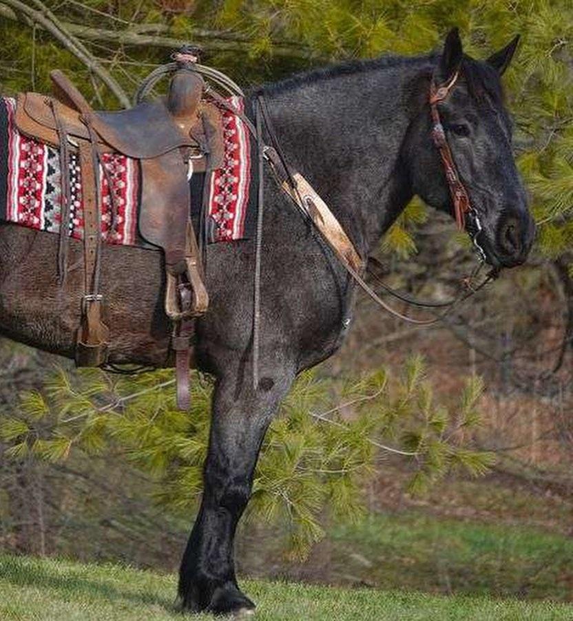 Pony Master Becoming Gulfstream Park Rock Star | America's Best Racing