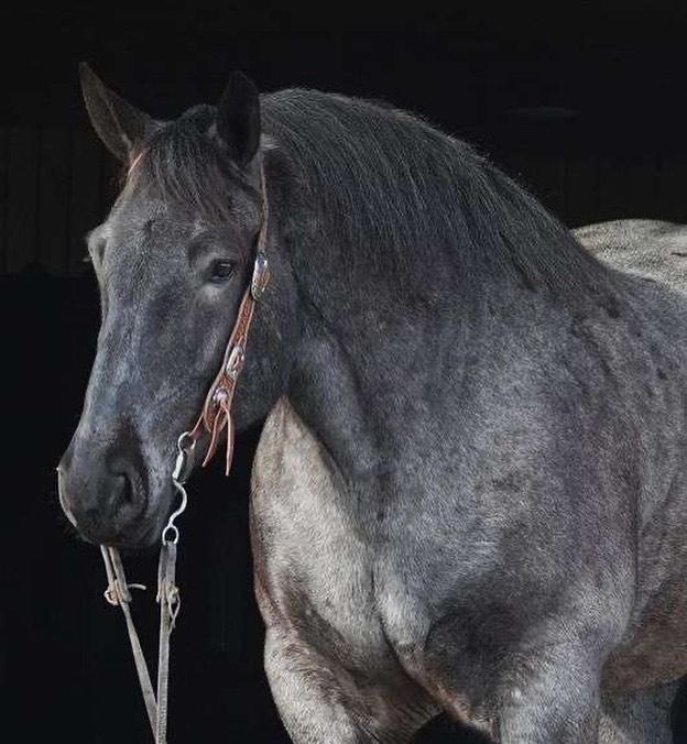 Pony Master Becoming Gulfstream Park Rock Star | America's Best Racing