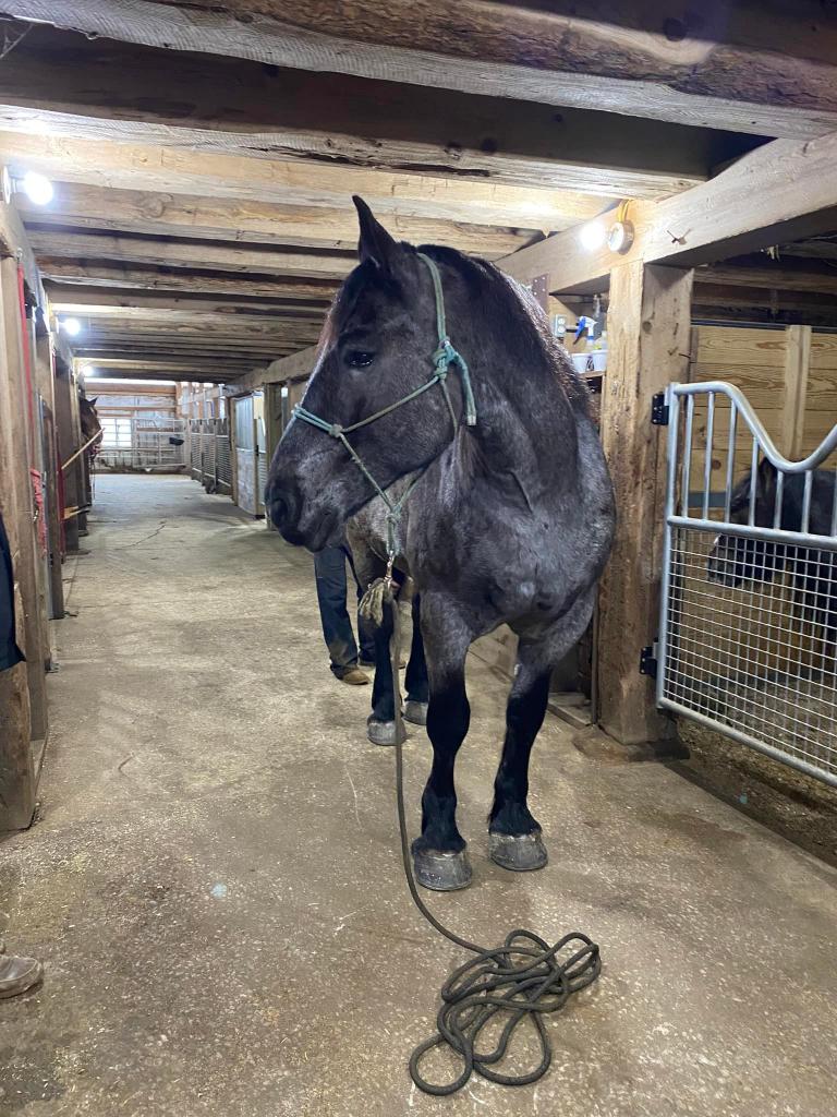 Pony Master Becoming Gulfstream Park Rock Star | America's Best Racing