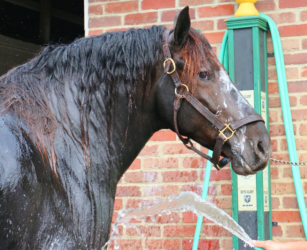How Harley the Magnificent Became a Breyer Horse Model | America's Best ...
