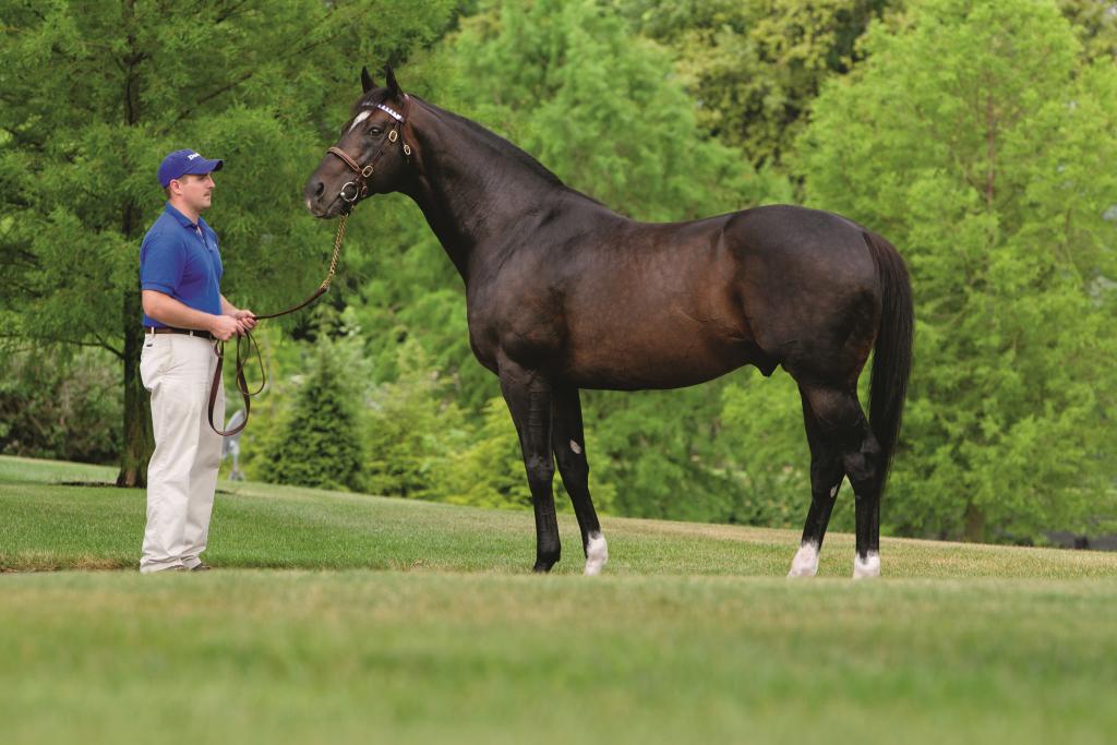 Visit Horse Country: Godolphin’s Tradition of Excellence at Jonabell ...