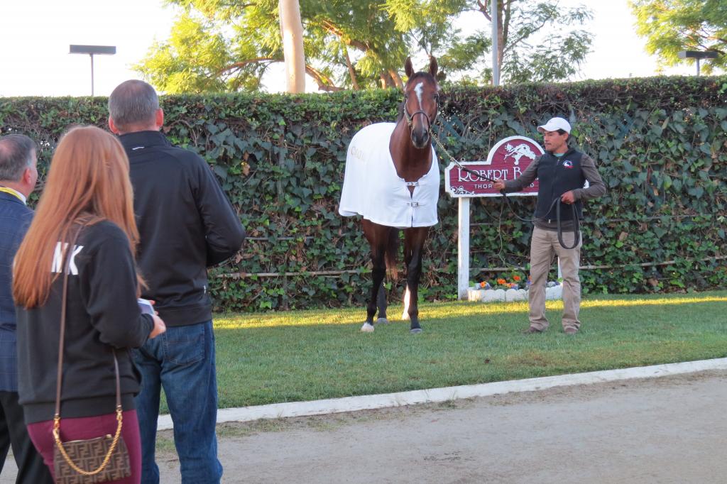 Redemption for Mucho Macho Man in ‘Fairy-Tale’ 2013 Breeders’ Cup ...