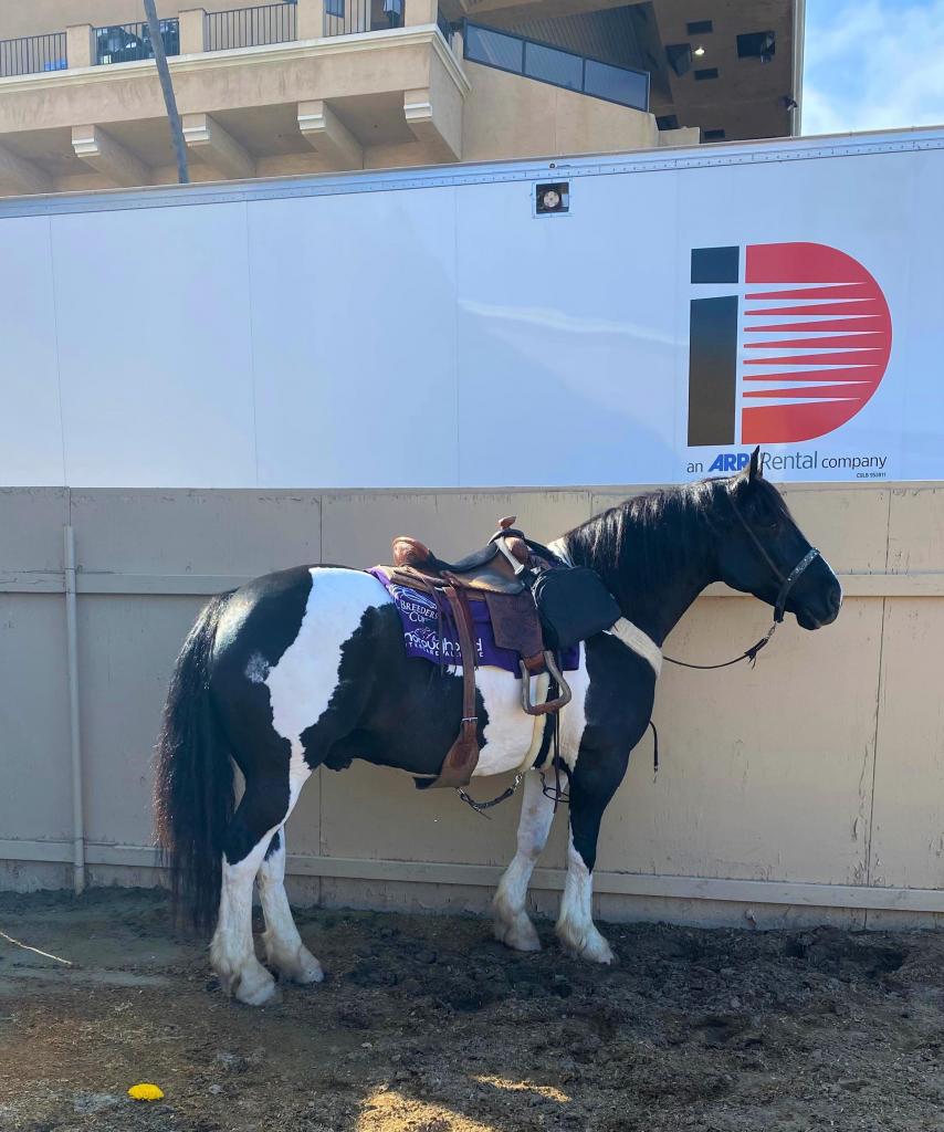 Gentle Giant Kong Steals Hearts of Television Audience in First ...