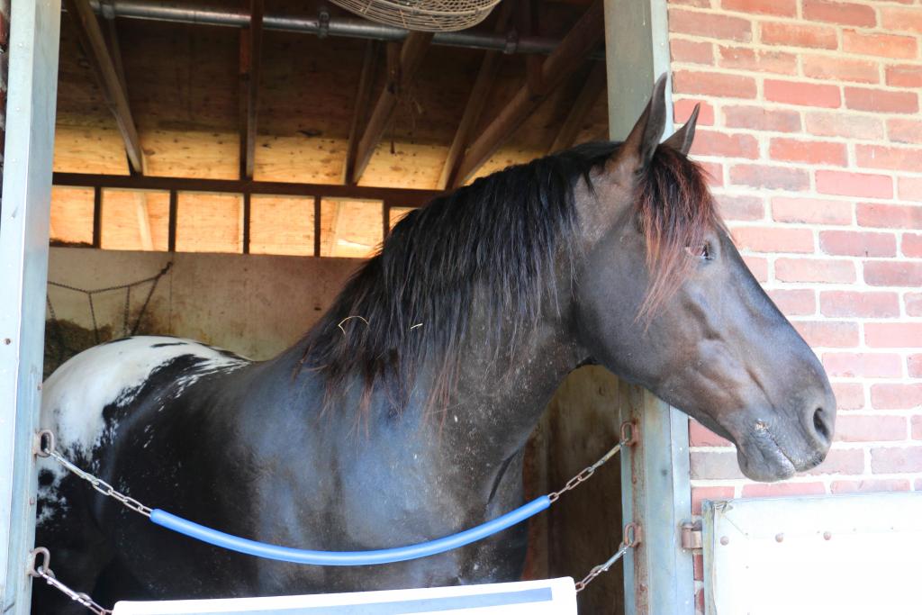 How Harley the Magnificent Became a Breyer Horse Model | America's Best ...