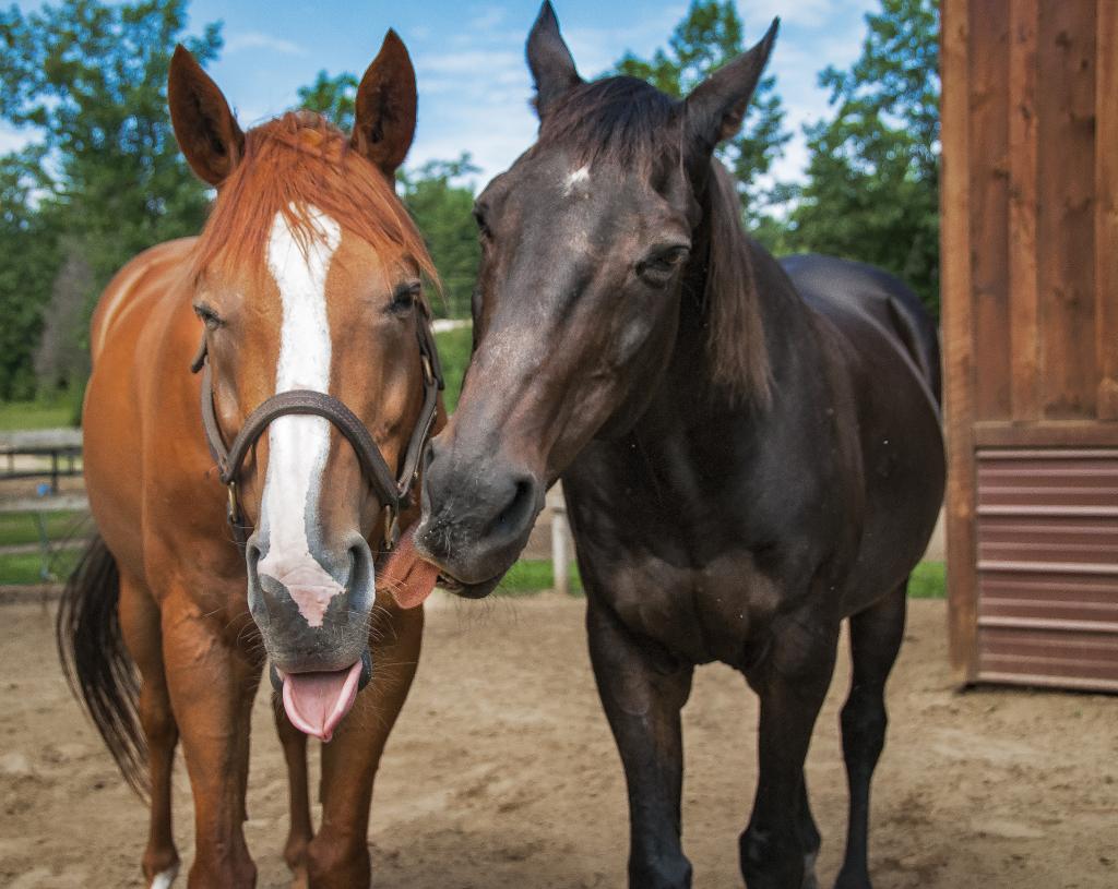 Old Friends at Cabin Creek a Labor of Love | America's Best Racing