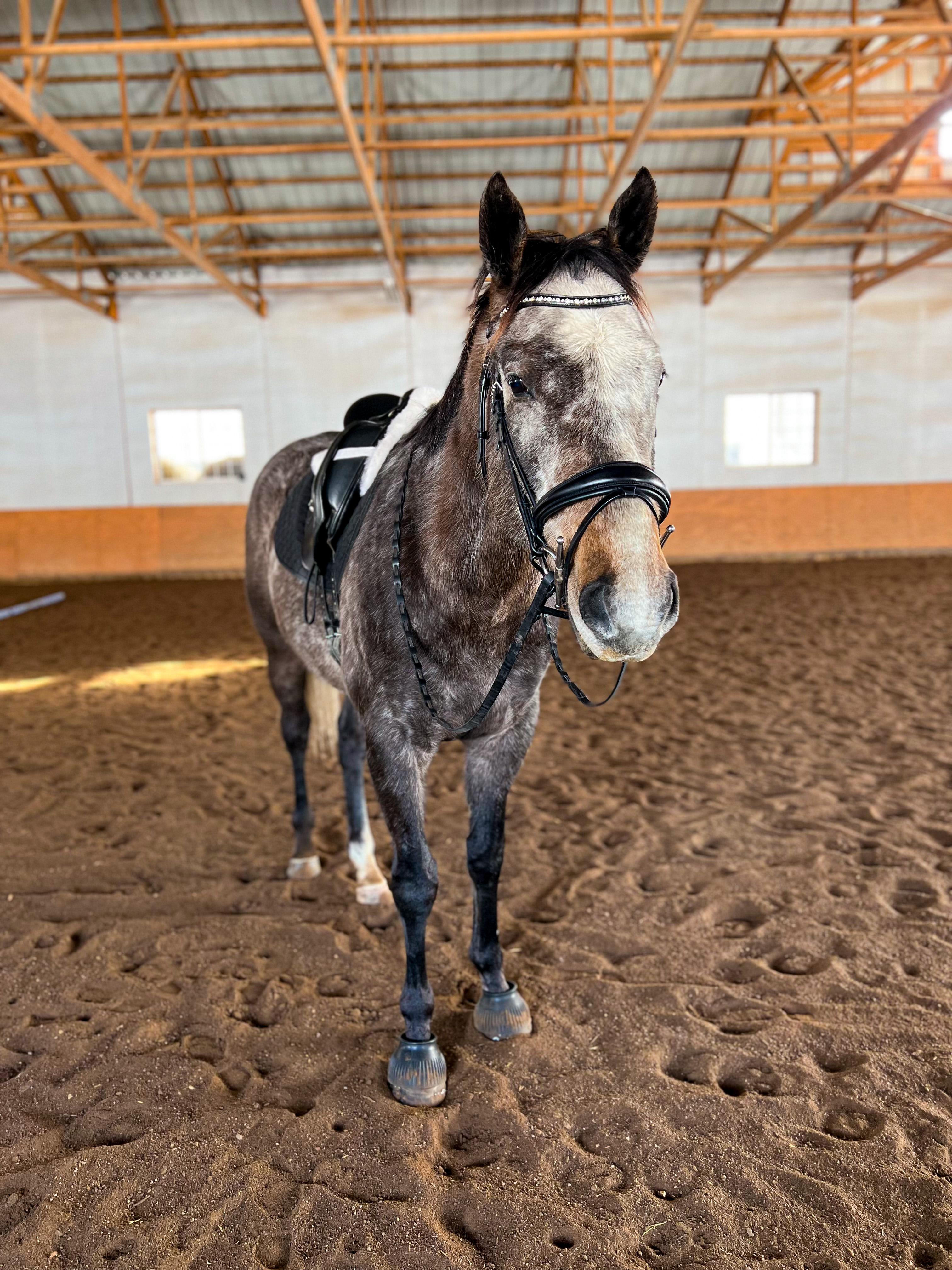 Thoroughbred Makeover Diary: Treating an Illness, Learning About Hoof ...