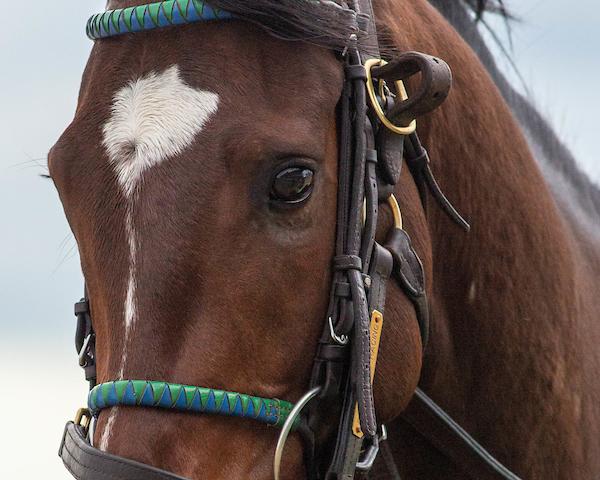 Raise Cain Delivers Shocking 23-1 Upset in Gotham | America's Best Racing