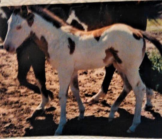 Unconventional Blue is Owner’s ‘Hippie’ Preakness Pony | America's Best ...