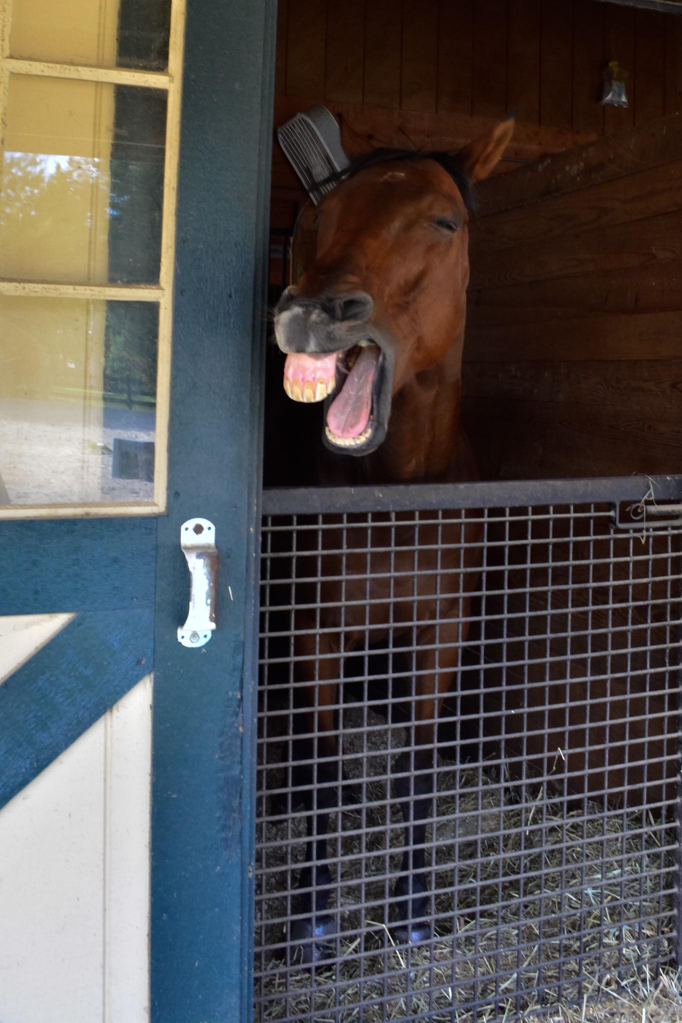 Thoroughbred Aftercare Alliance Success Story: Holy Moses, the Horse ...