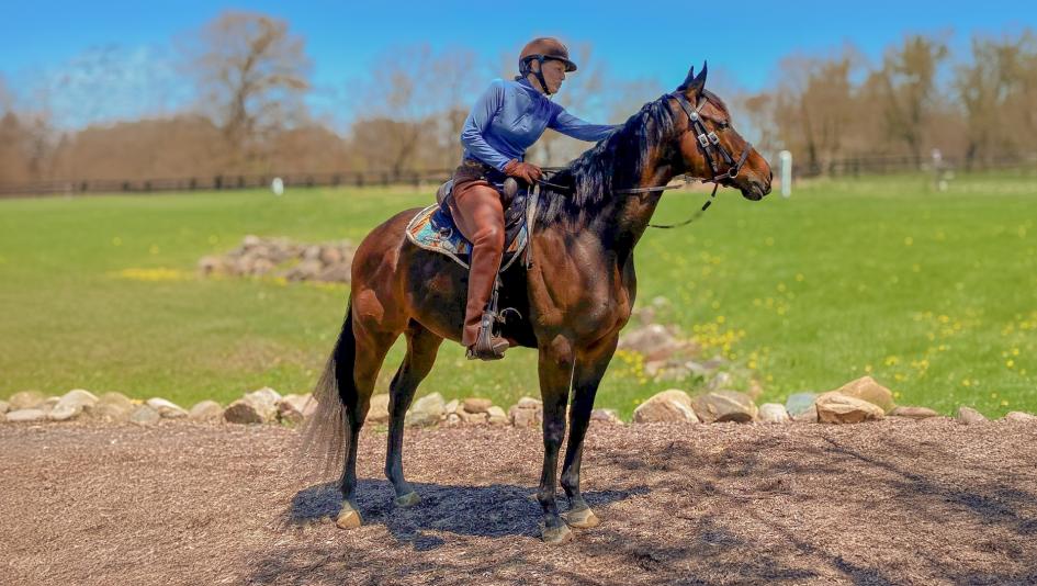 Thoroughbred Aftercare Alliance Success Story: Buckeye Warrior, Holly’s ...