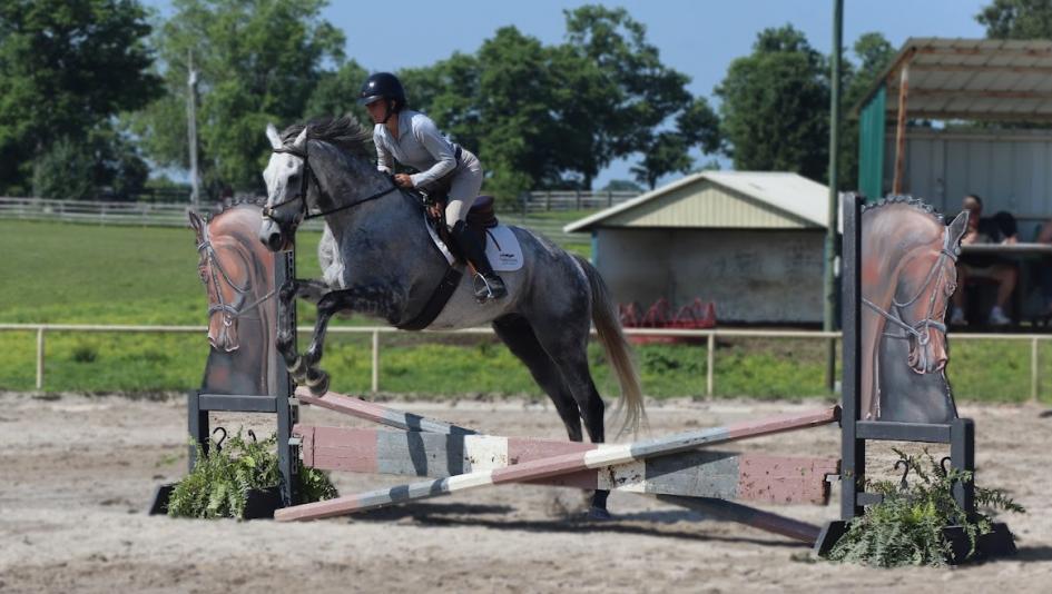 Thoroughbred Makeover Diary: October Plans Set for Gray Magician and ...