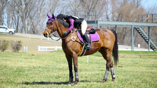 Thoroughbred Aftercare Alliance Success Story: Healing Through the ...