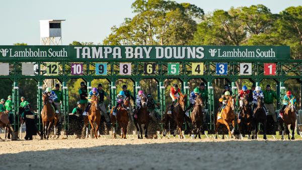 2024 Tampa Bay Derby Cheat Sheet: Get to Know the Horses | America's ...