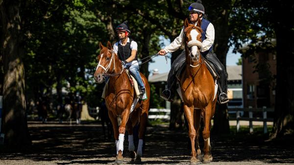 Kerry Thomas’s Map to Understanding the Thoroughbred Racehorse Sensory ...