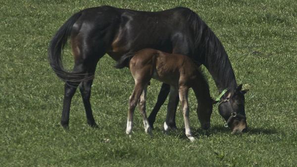 Cute Foals of the Week for June 15 | America's Best Racing