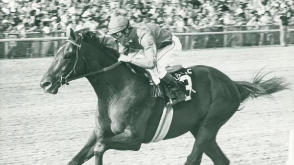 Alydar: Never a Champion, But a Star for the Ages | America's Best Racing