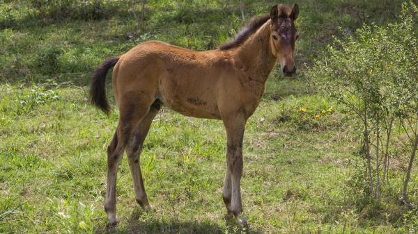Cute Foals of the Week for April 28 | America's Best Racing