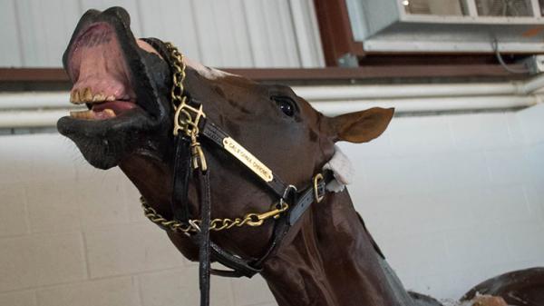 Favorite Snacks of Famous Racehorses | America's Best Racing