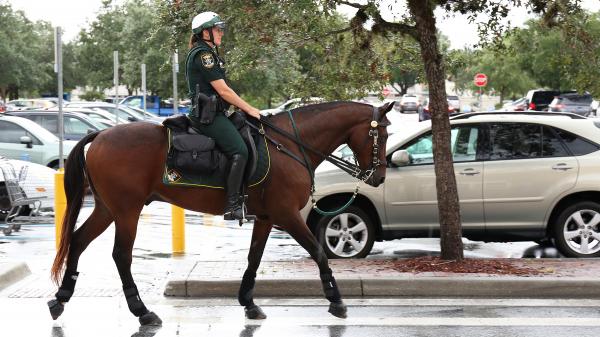 Retired Racehorses Rule: Police Horse Named Thoroughbred of the Year ...