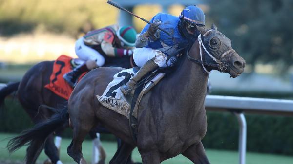 2024 Kentucky Derby Prospect Profiles: Catching Freedom | America's ...