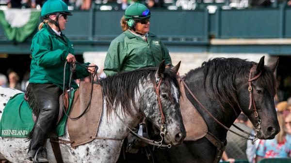 Eye-Catching Pony Rip a Gentle, Young Ambassador for Horse Racing ...