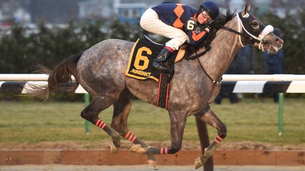 Making Money Betting El Areeb in Withers | America's Best Racing