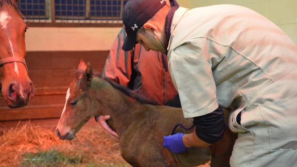 Visit Horse Country: Hagyard Institute an Industry Innovator in Equine ...