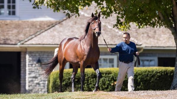 Visit Horse Country: Tradition, Innovation Drive Three Chimneys Farm ...
