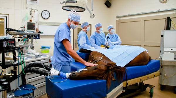 Visit Horse Country: Rood and Riddle a Benchmark Equine Hospital ...