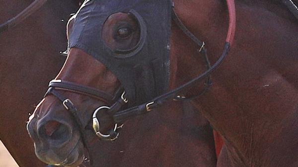 Running Bee | America's Best Racing