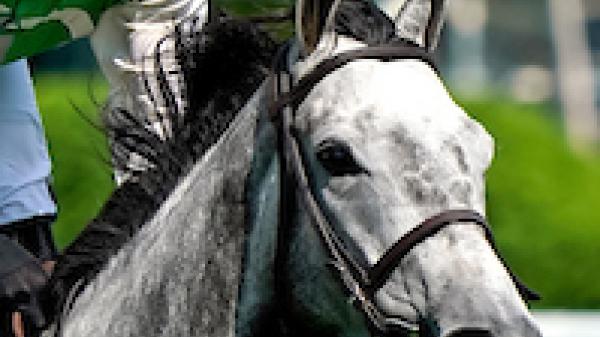 Roses for Debra | America's Best Racing