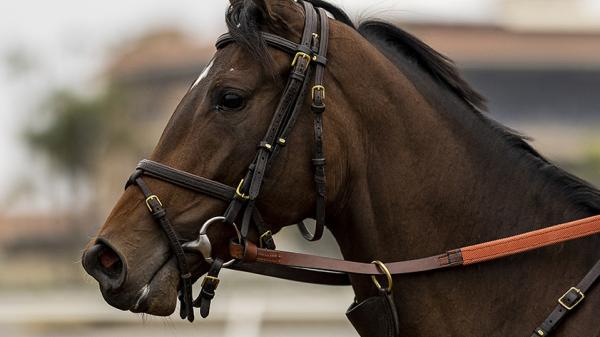 Haughty | America's Best Racing