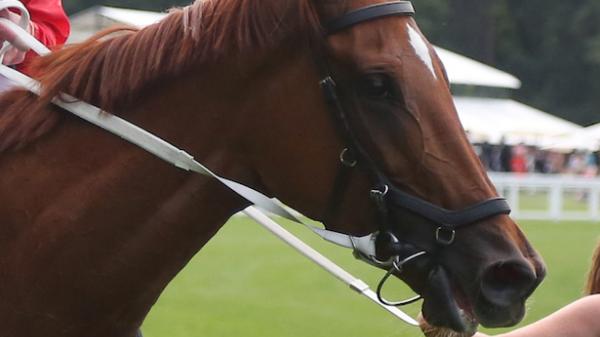 Saffron Beach (IRE) | America's Best Racing