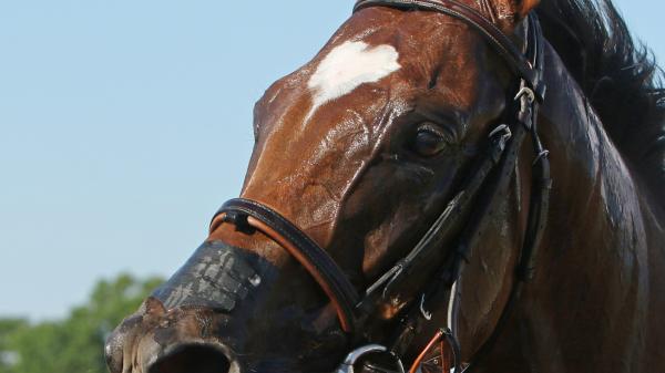 Heart to Heart | America's Best Racing