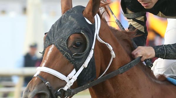 Bodock | America's Best Racing