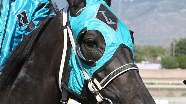 Canoodling | America's Best Racing