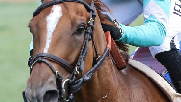 Chili Flag (FR) | America's Best Racing