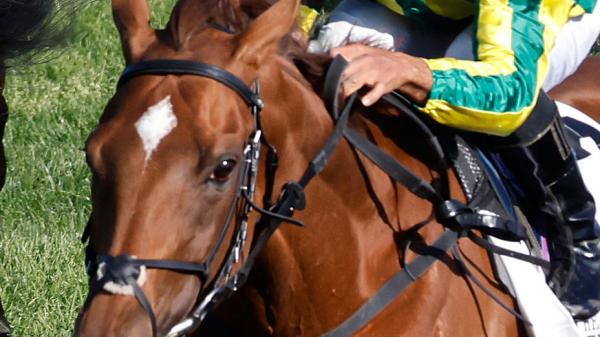 Choisya (GB) | America's Best Racing