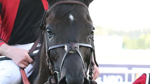 Extravagant Kid | America's Best Racing