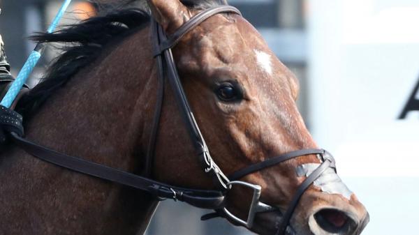 Flap Jack | America's Best Racing