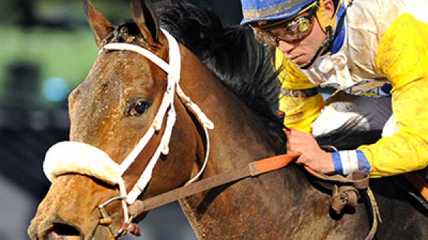 Forever Unbridled | America's Best Racing